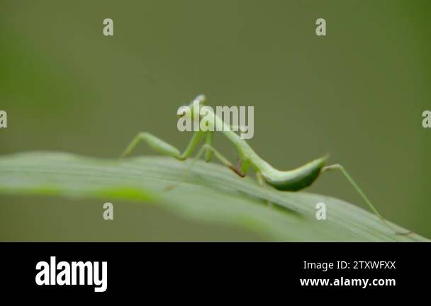Common grasshoppers Stock Videos & Footage - HD and 4K Video Clips - Alamy