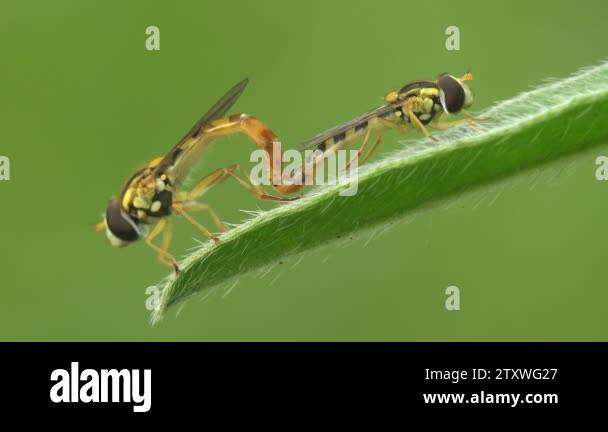 Love. Two Hoverfly, Simosyrphus Grandicornis. Courtship rituals of ...