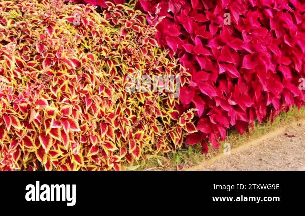 Plant a native hedge Stock Videos & Footage - HD and 4K Video Clips - Alamy