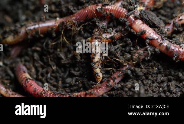 Macro shot of worms and larvae that move in the fertile soil, are used ...