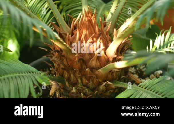Tropical greenhouse with Cycas and cycads and other plants with forests ...
