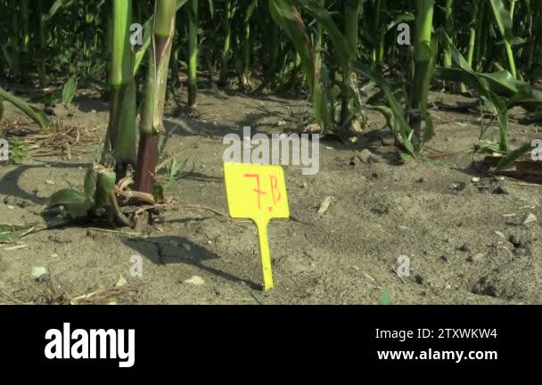 Research field science maize corn Zea mays, drought resistance samples ...