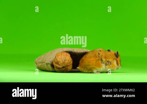 Bag of nuts Stock Videos & Footage - HD and 4K Video Clips - Alamy