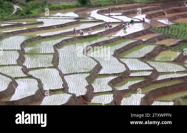 Farmers working plant rice in terrace farm land and raining of thailand ...
