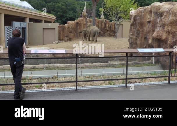 Elephas maximus person Stock Videos & Footage - HD and 4K Video Clips ...