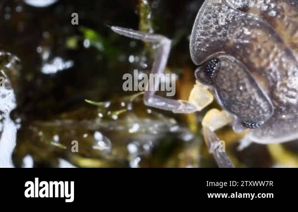 woodlouse, extreme close-up, terrestrial, isopod, crustacean, Isopoda ...