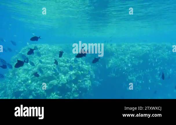 Small exotic fish swimming in a school and seeking food over reefs in ...