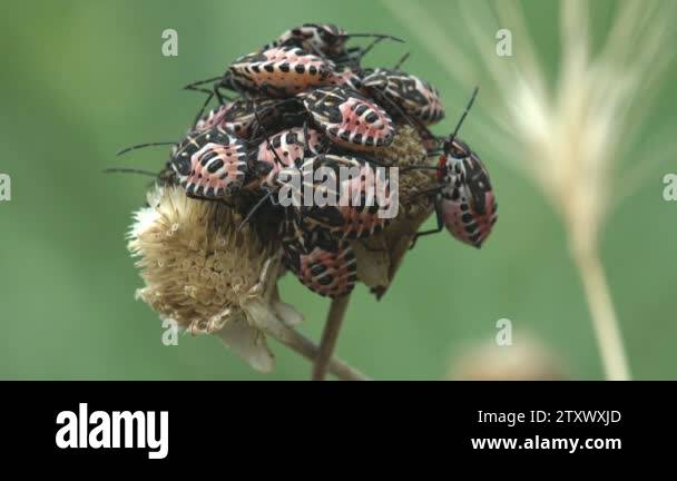Instars Brown marmorated stink bug, Halyomorpha halys, after birth to ...