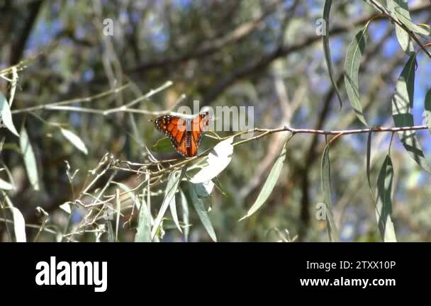 Monarch butterflies as seen from the monarch butterfly trail in the ...