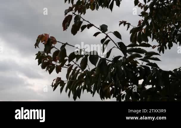 Branches and leaves blowing in the wind Stock Videos & Footage - HD and ...