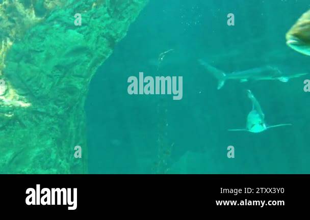 Shark underwater photo sharks Stock Videos & Footage - HD and 4K Video ...