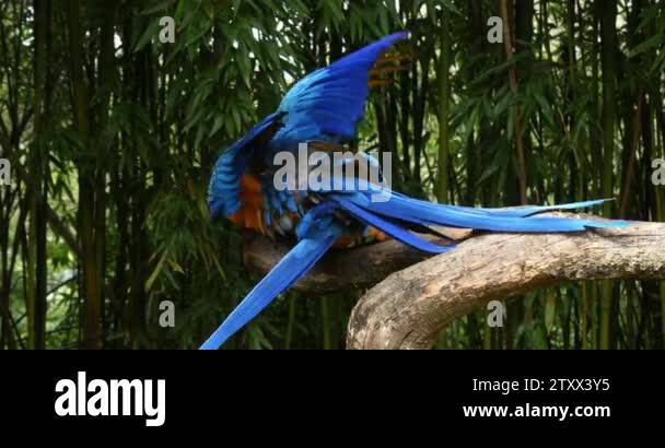 Blue-and-yellow Macaw, ara ararauna, Pair Mating, Reel Time 4K Stock ...