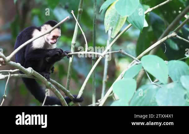 Wild White-faced Capuchin (Cebus capucinus) monkey grooming Stock Video ...