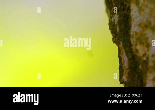 Eusocial insects Stock Videos & Footage - HD and 4K Video Clips - Alamy