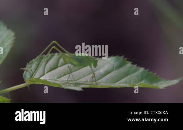 A large green locust grasshopper hides in the green grass mass for her ...