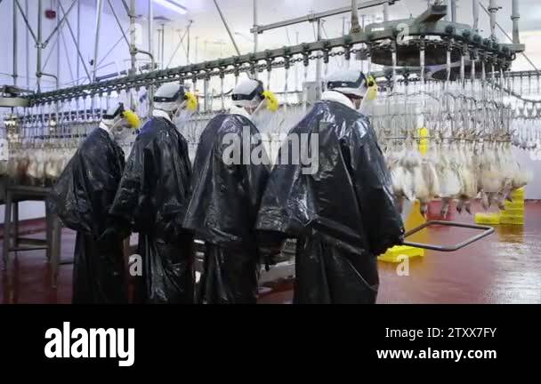 Chicken processing line at poultry farm. Chicken meat production line ...