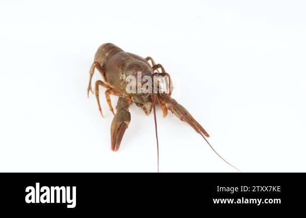 Alive crawfish isolated on Stock Videos & Footage - HD and 4K Video ...