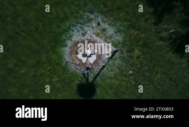 Shooting from the height of the nest of a Far Eastern stork - the red ...