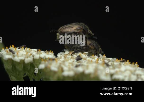 Love. Courtship rituals of insects and Mating. Welsh chafer, Hoplia ...