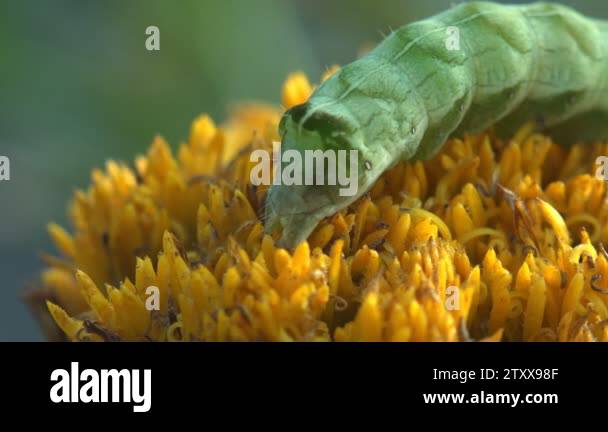 Thick green caterpillar with mounds on its back is sitting on a yellow ...