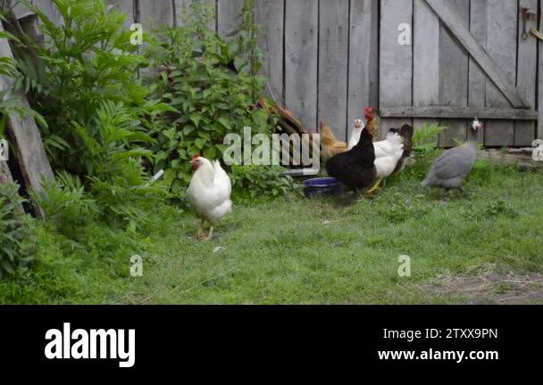 Domestic guinea goose in Stock Videos & Footage - HD and 4K Video Clips ...