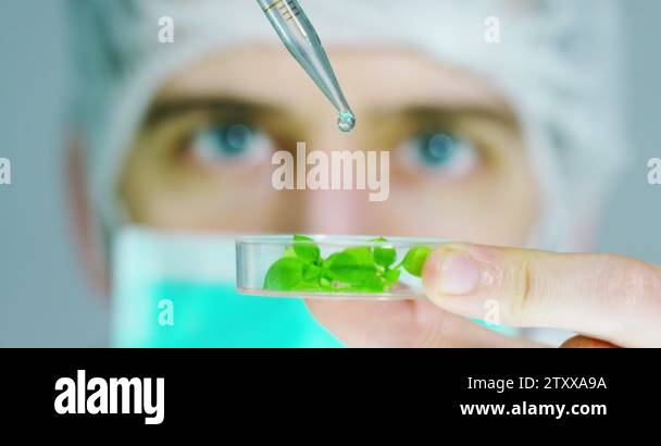 A scientist in a laboratory analyzes the soil and the plants inside to ...