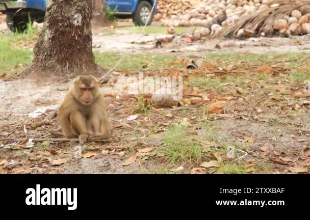 Cute monkey worker rest from coconut harvest collecting. The use of ...