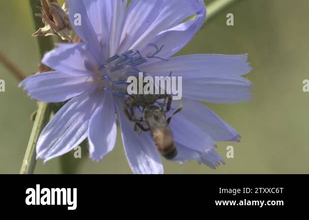 Gray Jumping spider family (Salticidae) attack Pompilid wasps ...