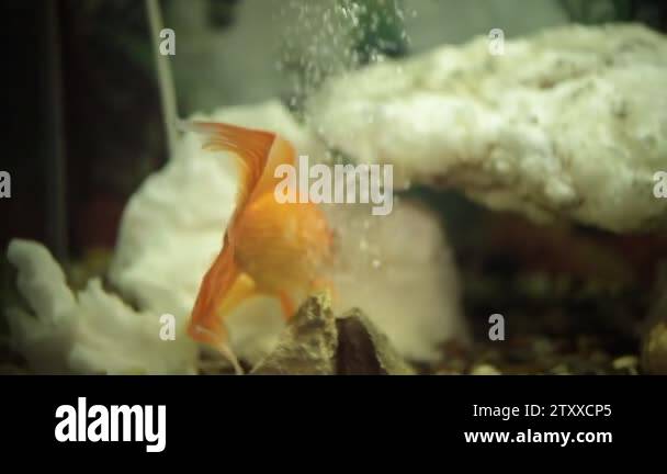 Fish swimming bubbles water Stock Videos & Footage - HD and 4K Video ...