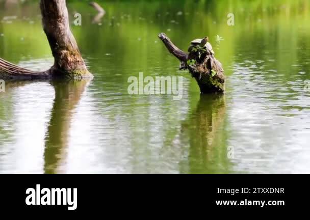 Turtle lake map Stock Videos & Footage - HD and 4K Video Clips - Alamy