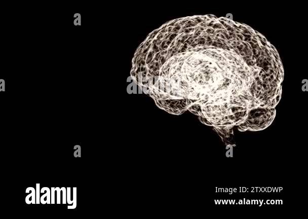 Spider brain anatomy Stock Videos & Footage - HD and 4K Video Clips - Alamy