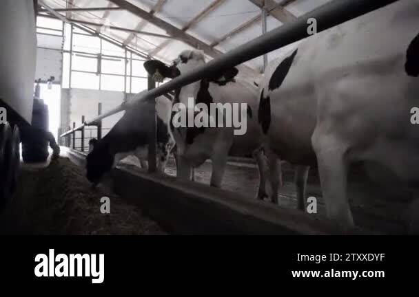 Close-up feeding dairy cows. Footage. Cows eat hay on modern dairy farm ...