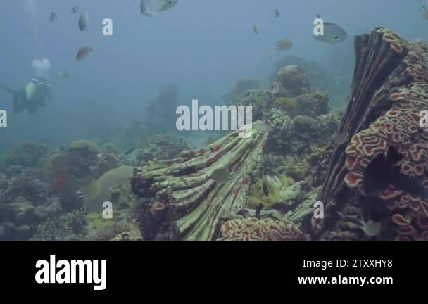 Fish swimming among sea coral reef underwater view. Scuba diving and ...