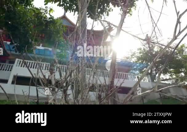 A tree branch is backlit by morning sun. Lens flare is created by ...