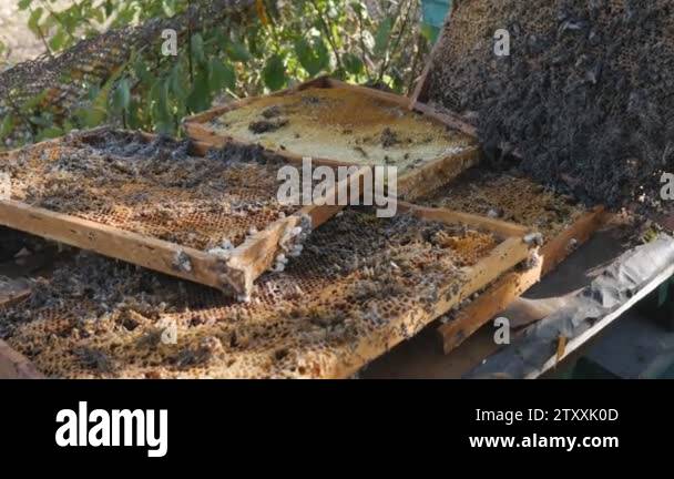 The beekeeper collects larva wax moth bite honeycomb. Bee moth medicine ...