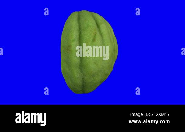 Realistic render of a rotating half unripe melon (for pickling) on blue ...