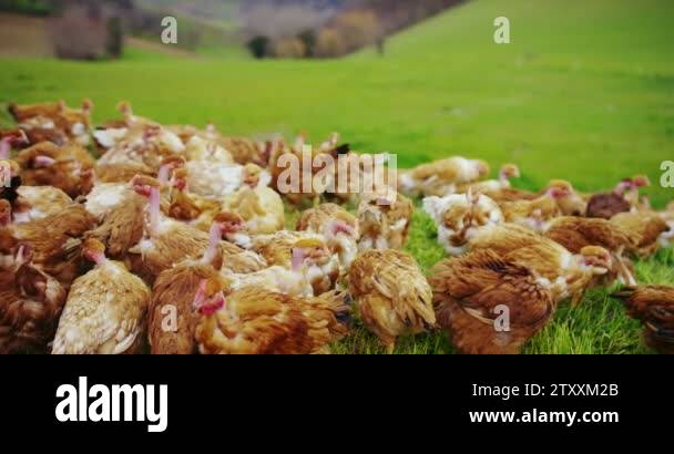 Live hen hens Stock Videos & Footage - HD and 4K Video Clips - Alamy