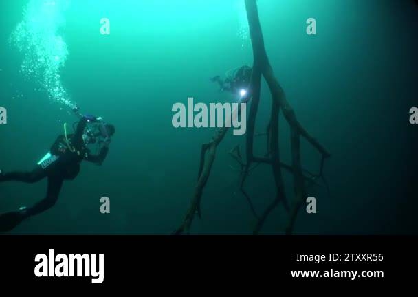 Halocline sudden change of water salinity and tree roots in cenotes ...