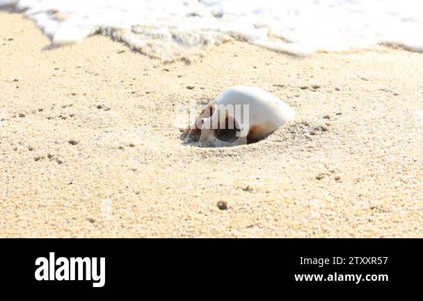Bone on beach Stock Videos & Footage - HD and 4K Video Clips - Alamy