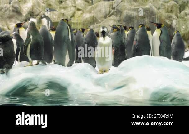 Female emperor penguins chicks Stock Videos & Footage - HD and 4K Video ...