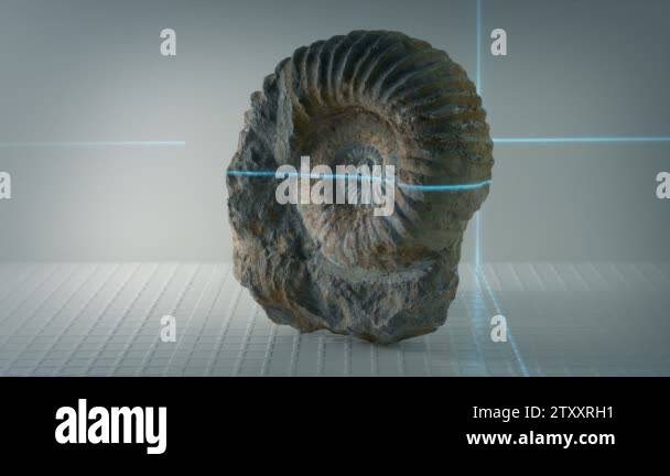 Ancient shell animal Stock Videos & Footage - HD and 4K Video Clips - Alamy