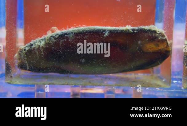 Shark embryo in egg Stock Videos & Footage - HD and 4K Video Clips - Alamy