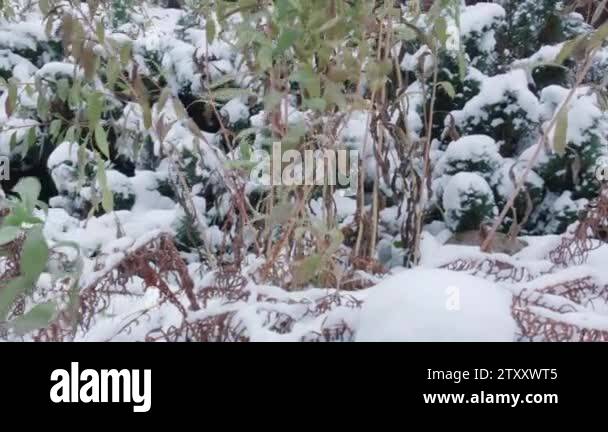 Windy windy day Stock Videos & Footage - HD and 4K Video Clips - Alamy