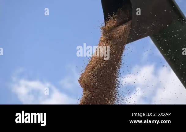 Combine harvester loaded wheat grains Stock Videos & Footage - HD and ...