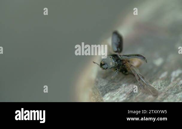 Flying black beetle Stock Videos & Footage - HD and 4K Video Clips - Alamy