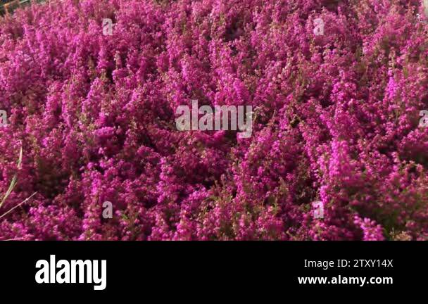 Heather garden Stock Videos & Footage - HD and 4K Video Clips - Alamy