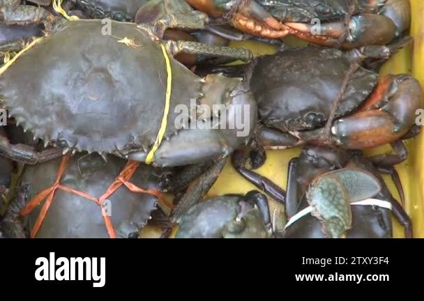 Crabs of india Stock Videos & Footage - HD and 4K Video Clips - Alamy