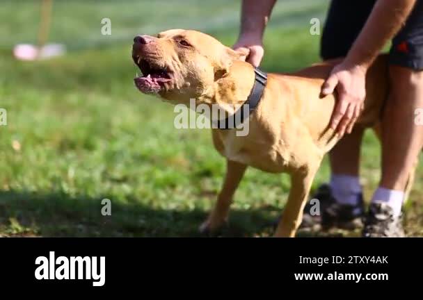 Pit bull attack Stock Videos & Footage - HD and 4K Video Clips - Alamy