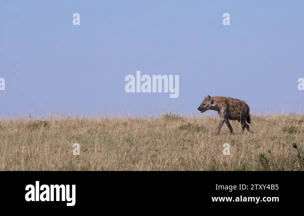 Spotted hyena crocuta blue Stock Videos & Footage - HD and 4K Video ...