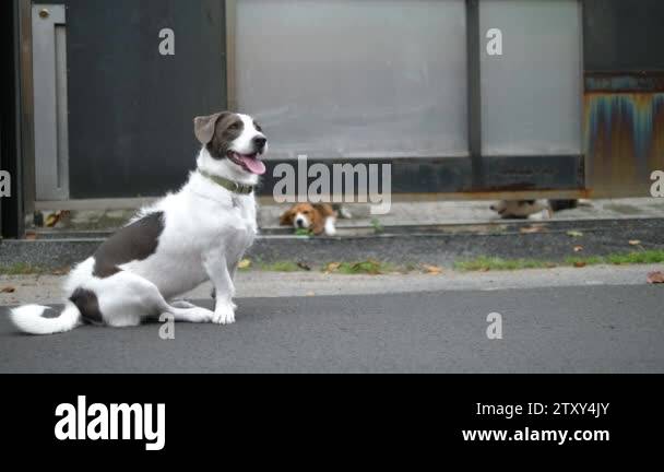 Dogs behind fence Stock Videos & Footage - HD and 4K Video Clips - Alamy